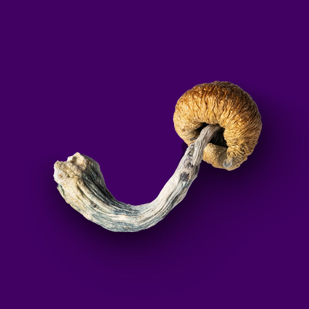 Buy Trinity @ $23 | Canada